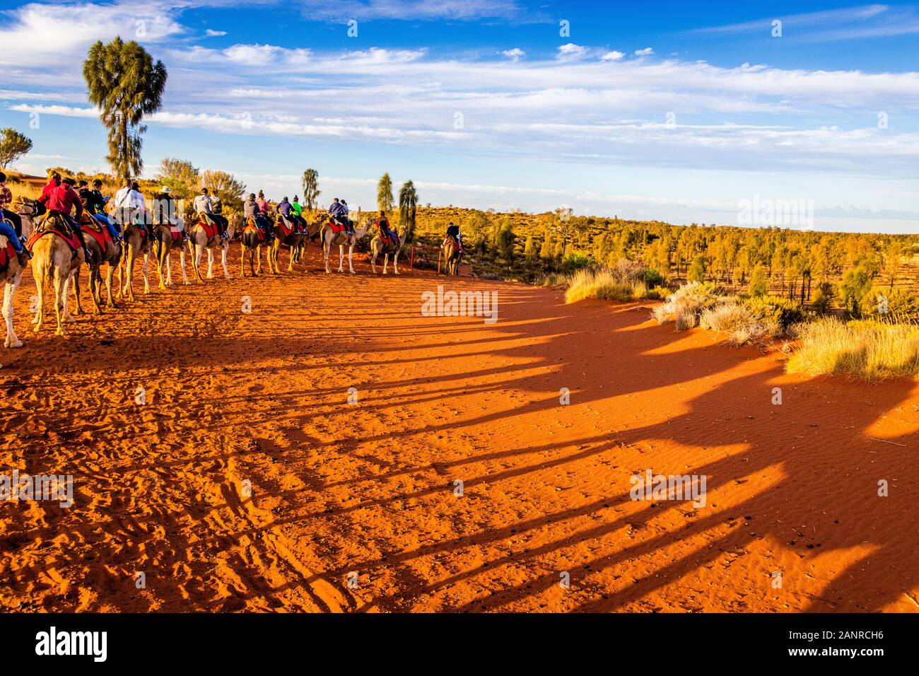 Tourists riding camels as part of an Uluru camel sunset tour in outback ...