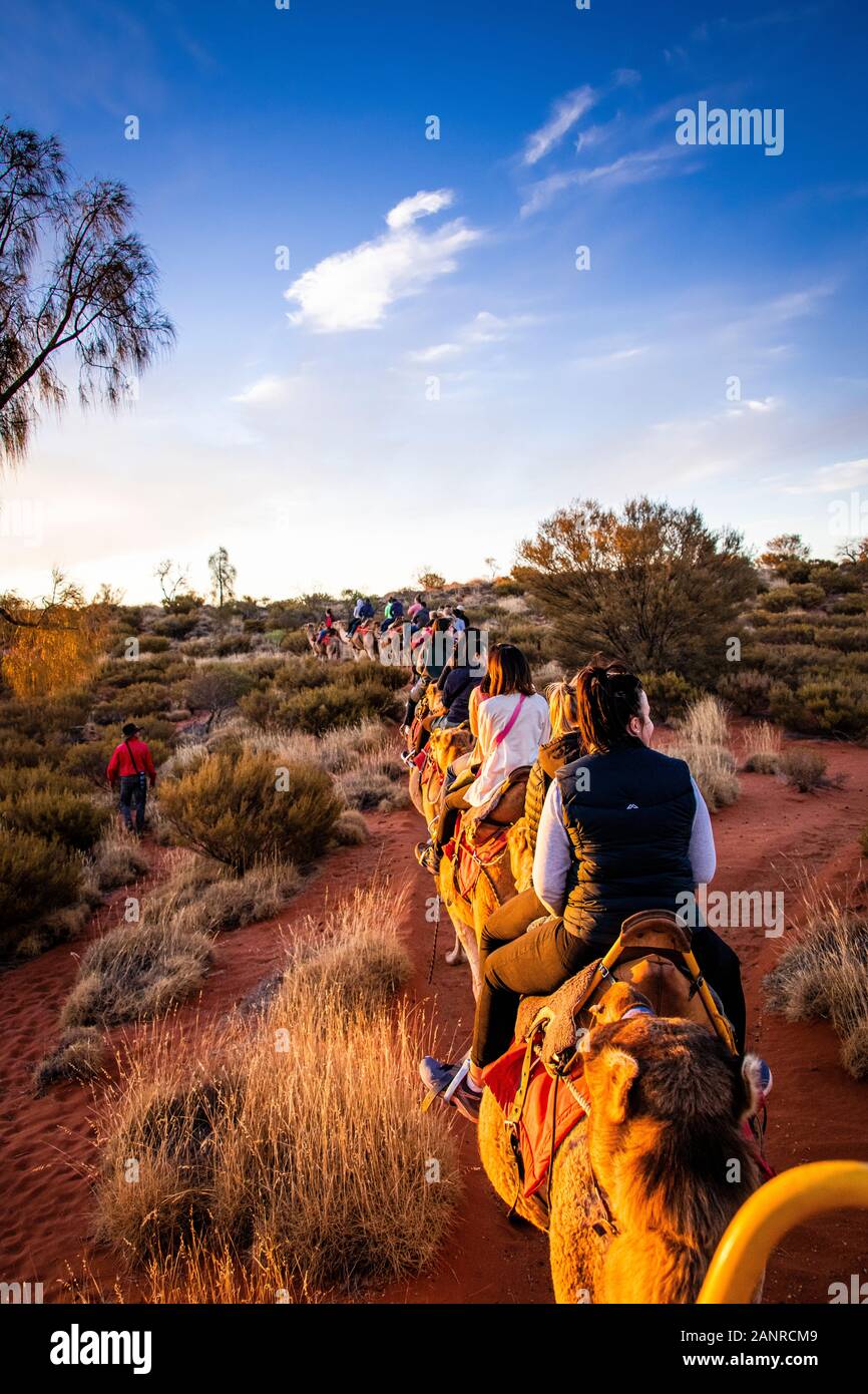 Australia red centre camels hi-res stock photography and images - Alamy