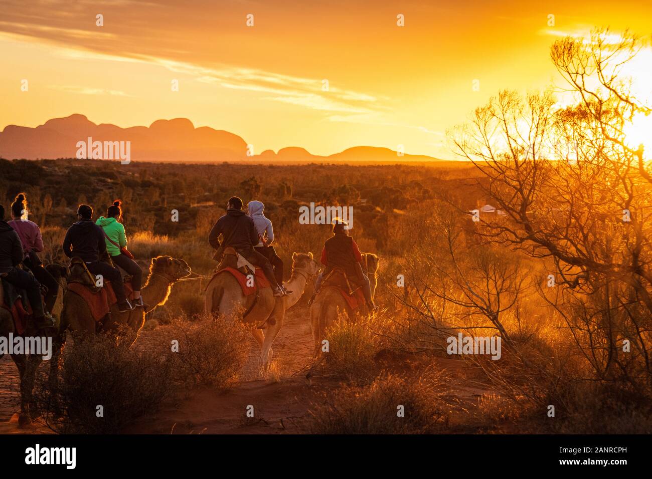 An camel sunset tour in the Australian outback with the Olgas, also ...