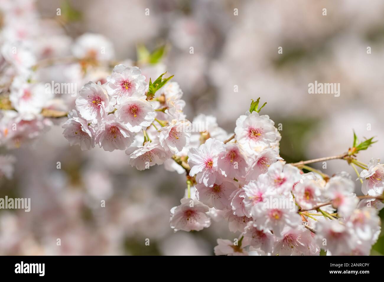 Beautiful spring sakura flowers hi-res stock photography and images - Alamy