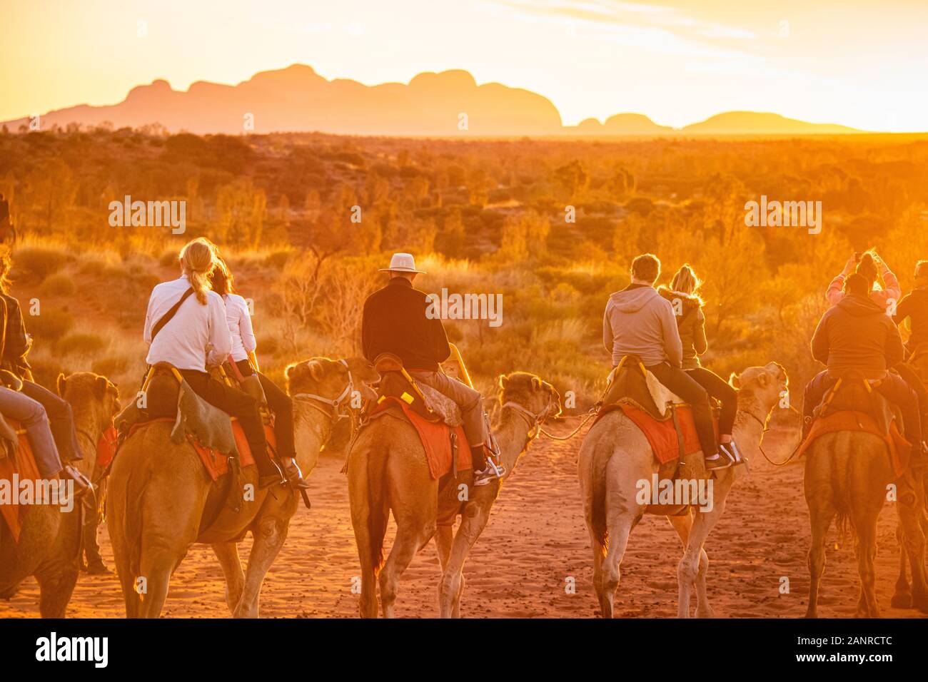 An camel sunset tour in the Australian outback with the Olgas, also ...