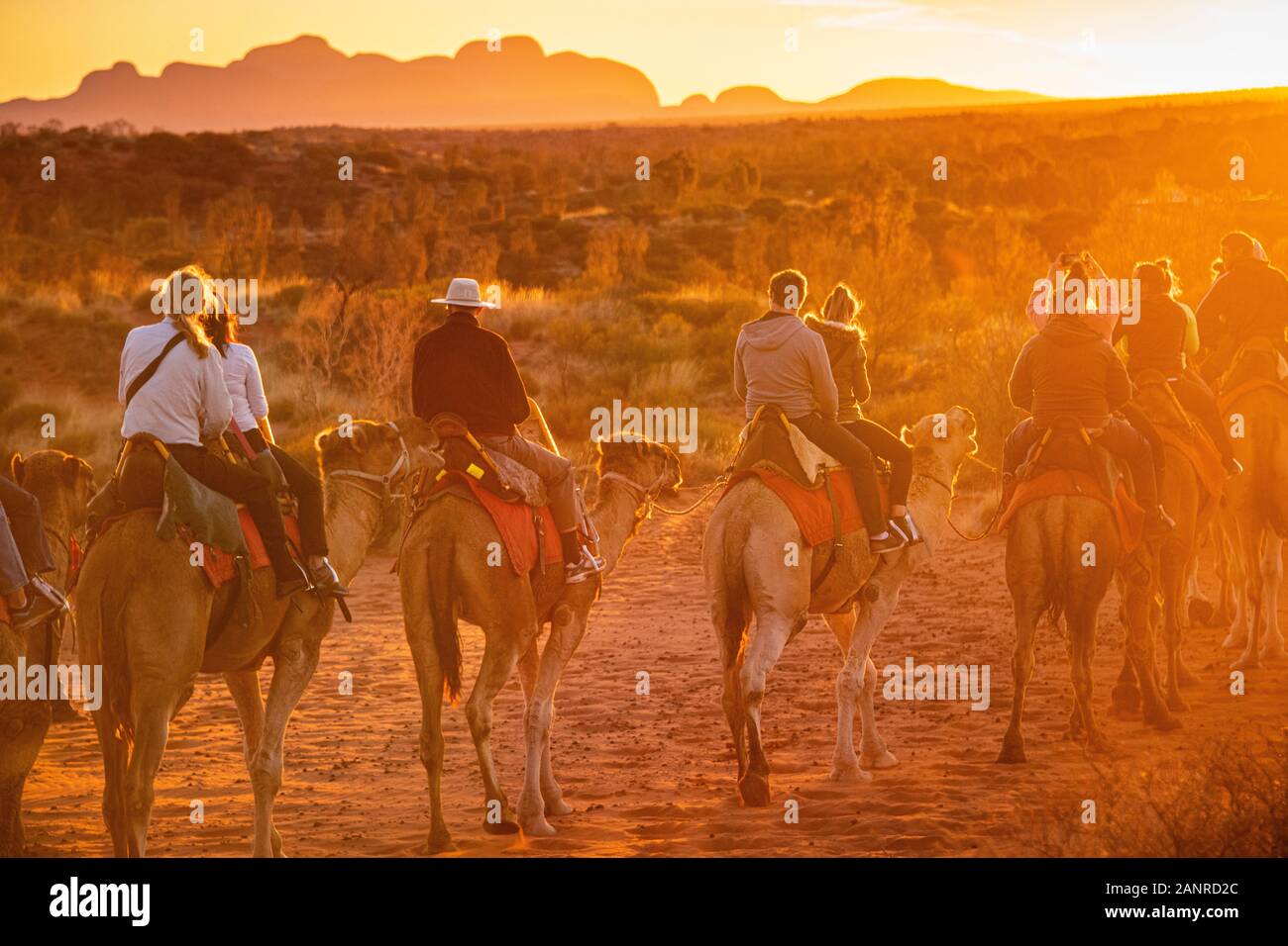An camel sunset tour in the Australian outback with the Olgas, also ...