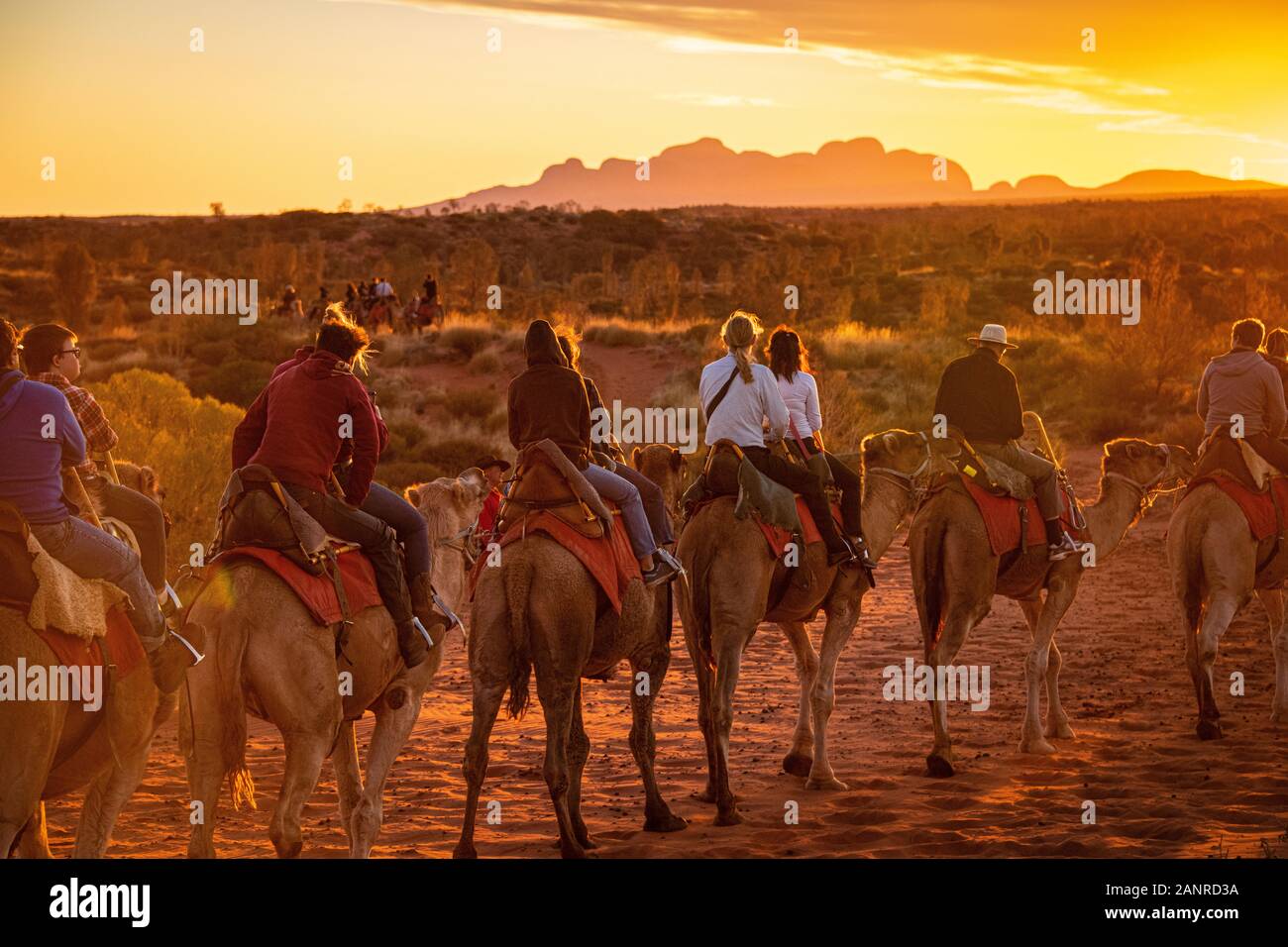 An camel sunset tour in the Australian outback with the Olgas, also ...