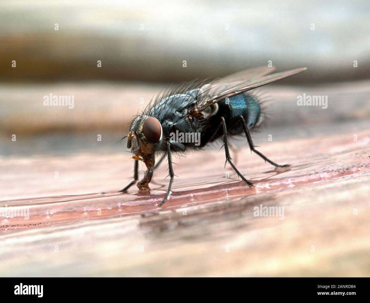 Diptera feeding on carcass hi-res stock photography and images - Alamy