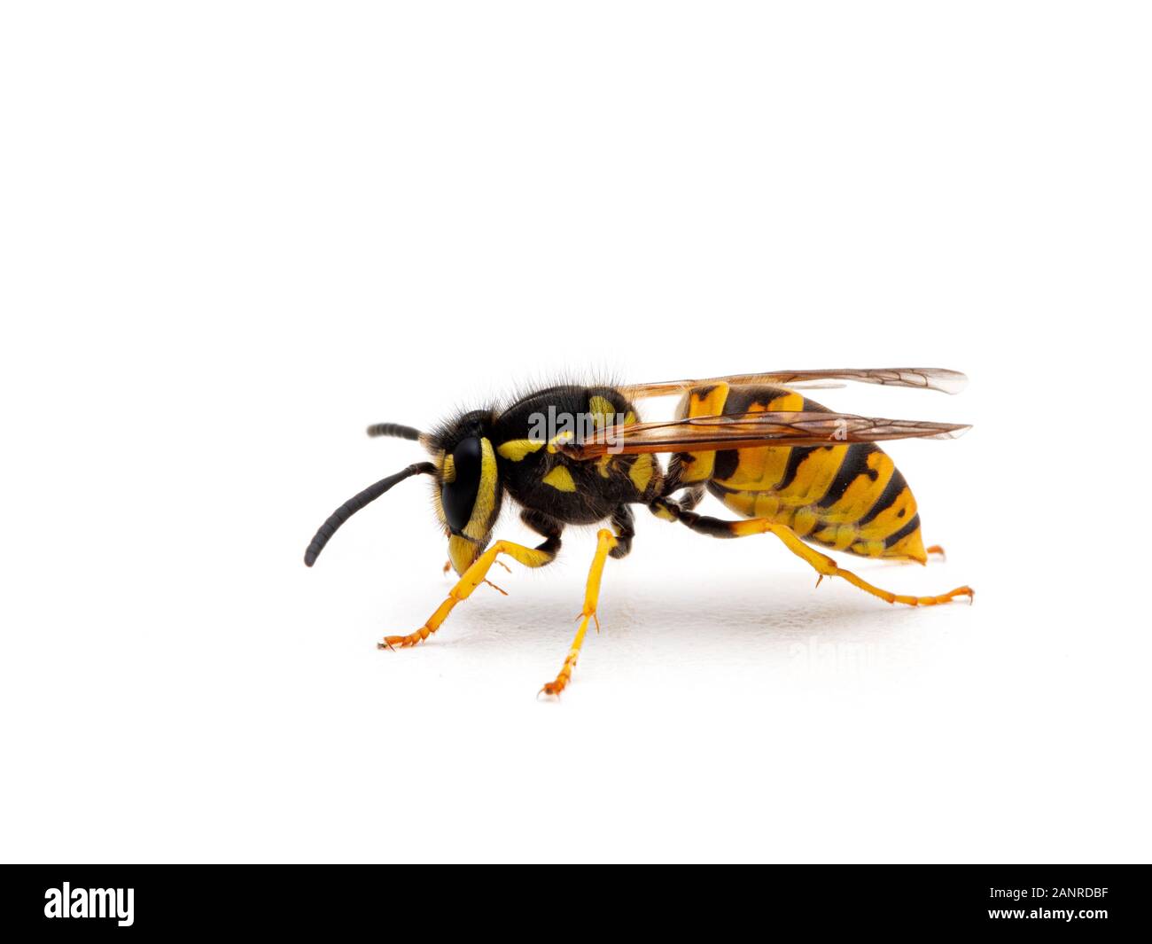 German yellowjacket wasp, Vespula germanica, side view, isolated Stock ...