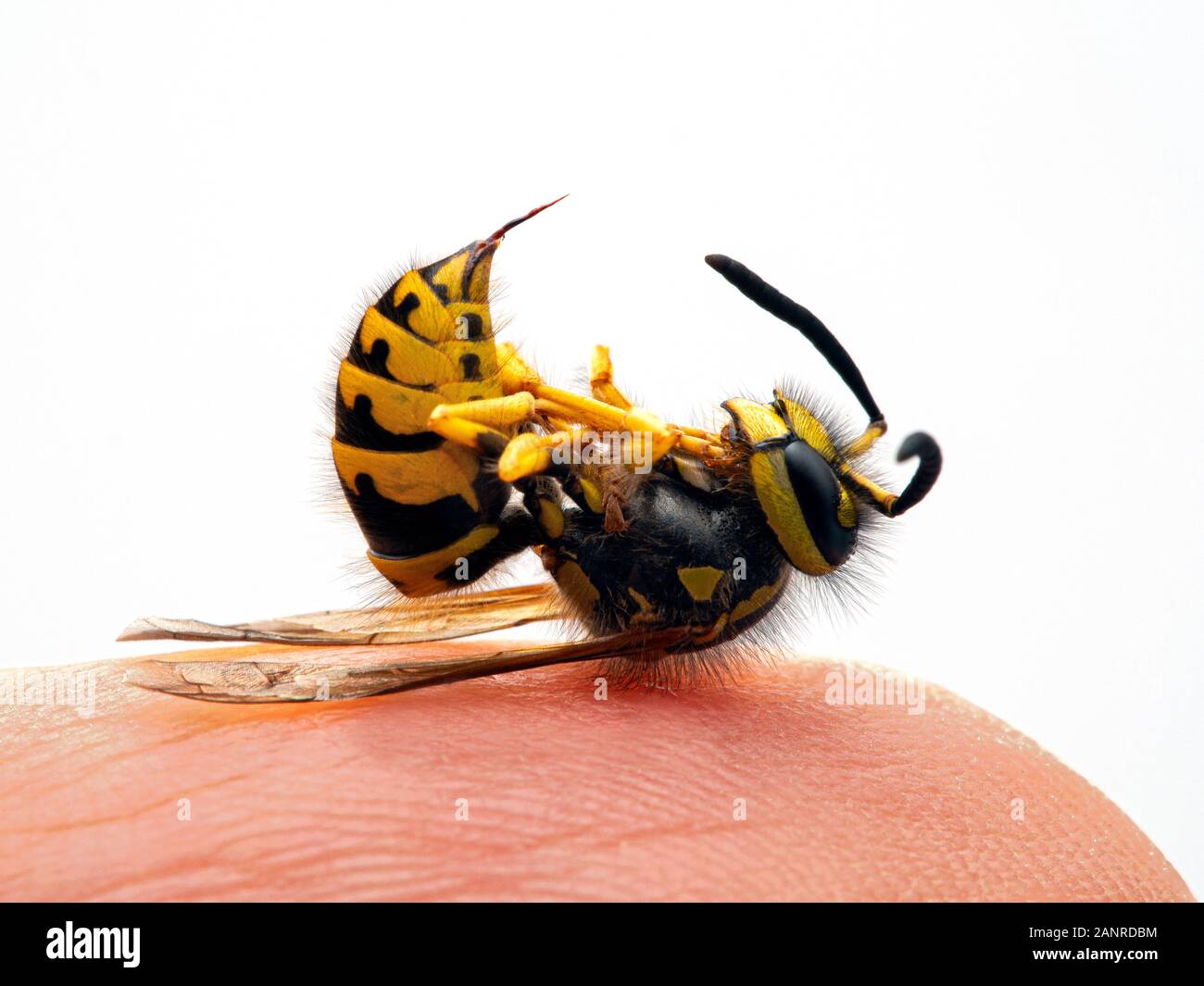 Dead German yellowjacket wasp, Vespula germanica, on its back on a man ...