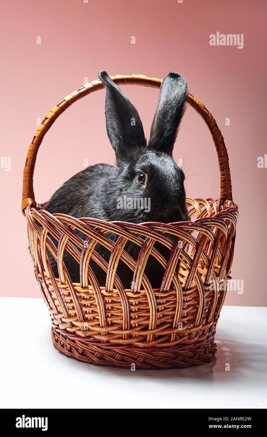 Rabbit cart hi-res stock photography and images - Alamy