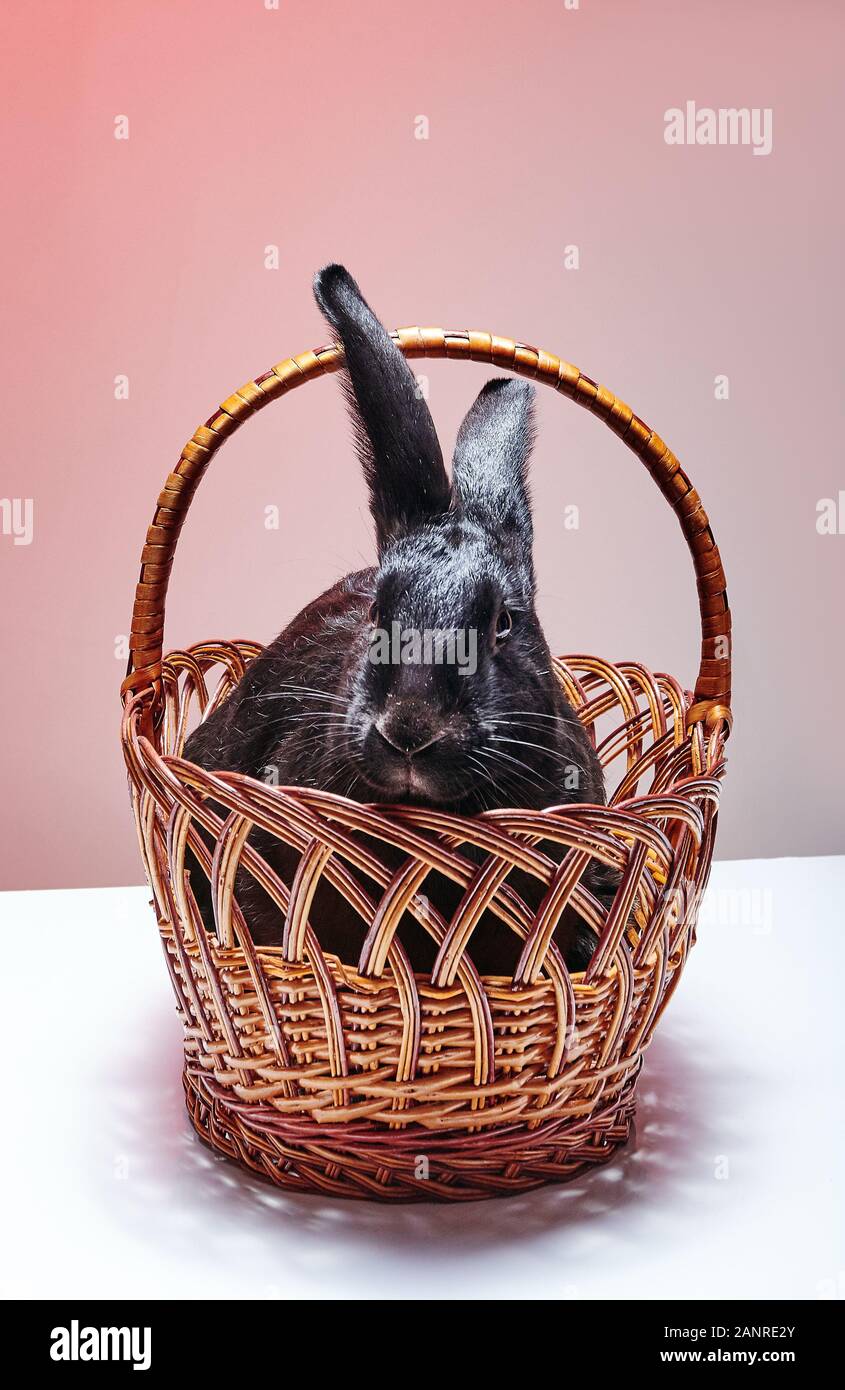 Black rabbit sitting in a basket Stock Photo - Alamy