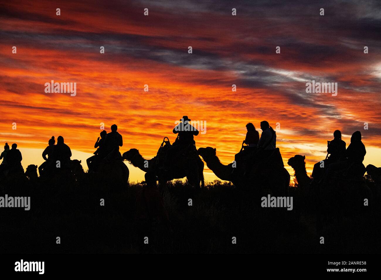 An Uluru camel sunset tour with camels and their tourist passengers ...