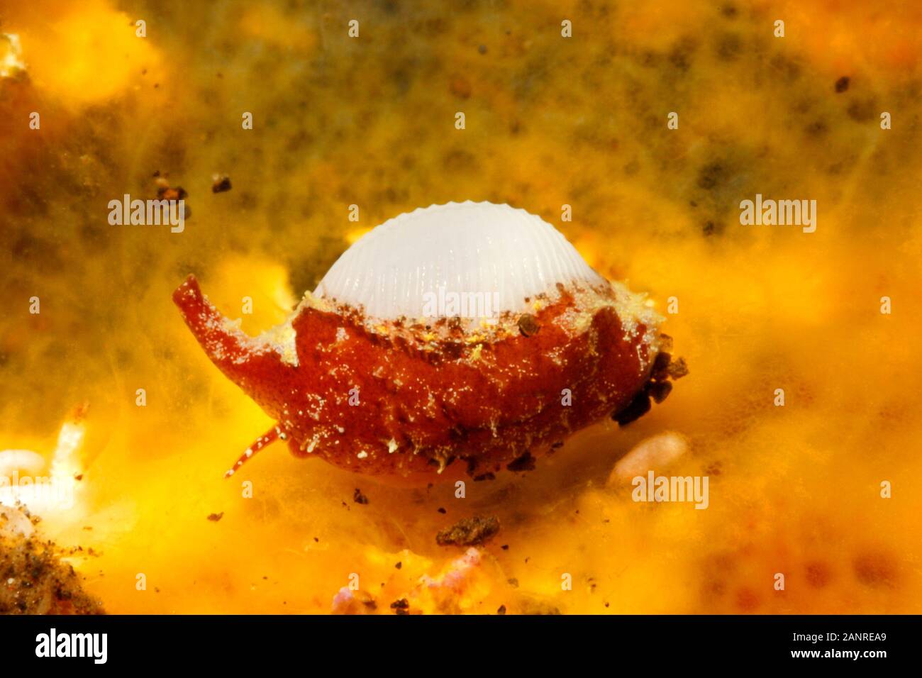 Trivia Shell showing mantle, syphon and eyes. Tulamben, Bali, Indonesia ...