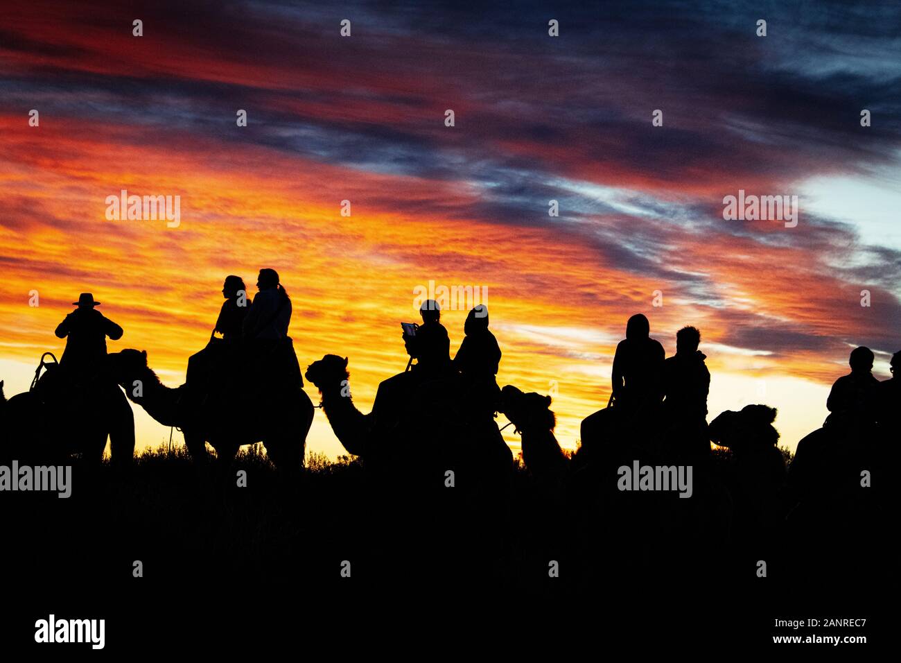 An Uluru camel sunset tour with camels and their tourist passengers ...