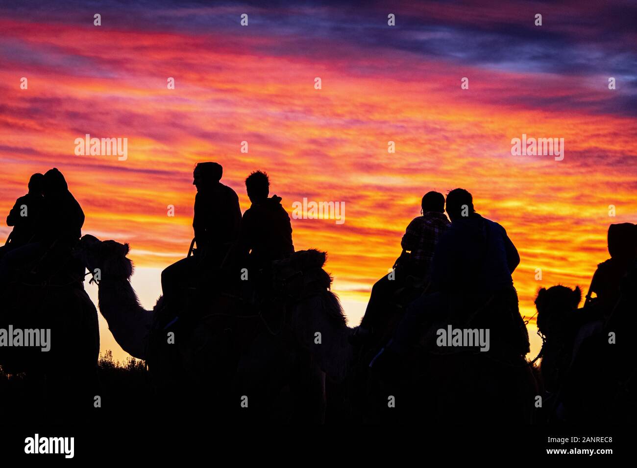 An Uluru camel sunset tour with camels and their tourist passengers ...