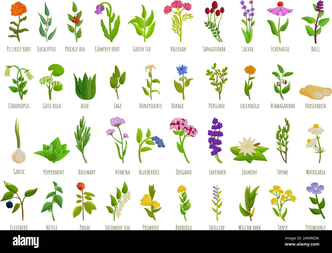 Medicinal herbs icons set. Cartoon set of medicinal herbs vector icons ...