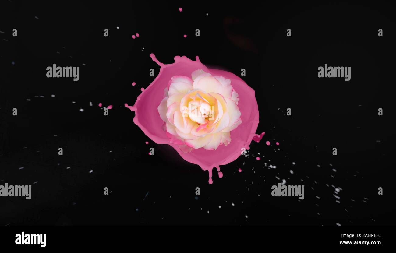 white rose with milky pink splash on a black background.beautiful white ...