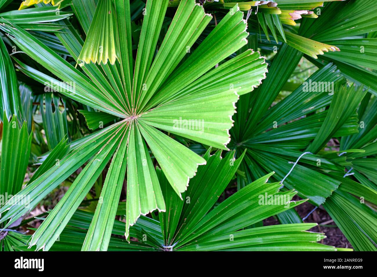 Detail of Tropical Palm Tree Leaves Stock Photo - Alamy