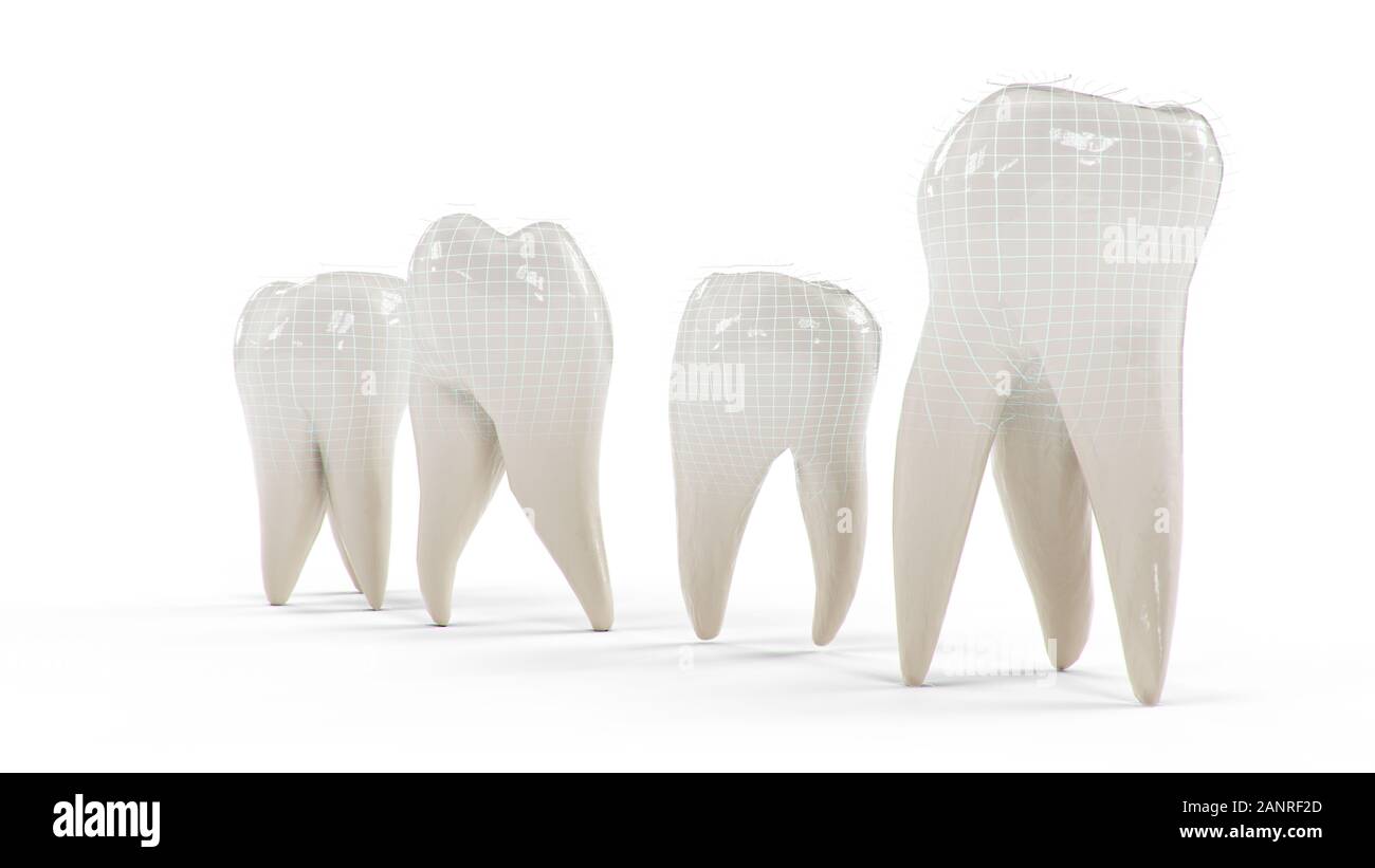 Healthy protected teeth isolated on white background. Set of teeth. The ...