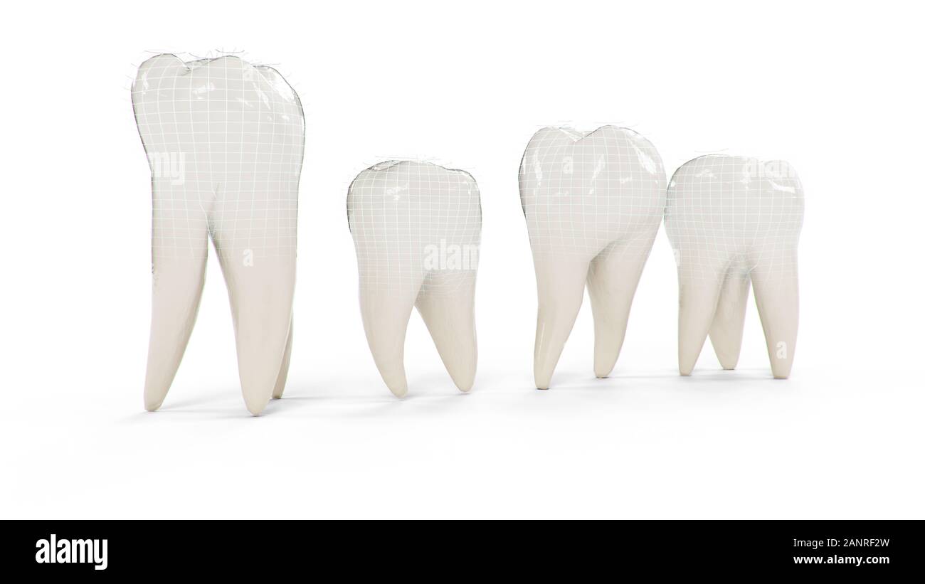 Healthy protected teeth isolated on white background. Set of teeth. The ...