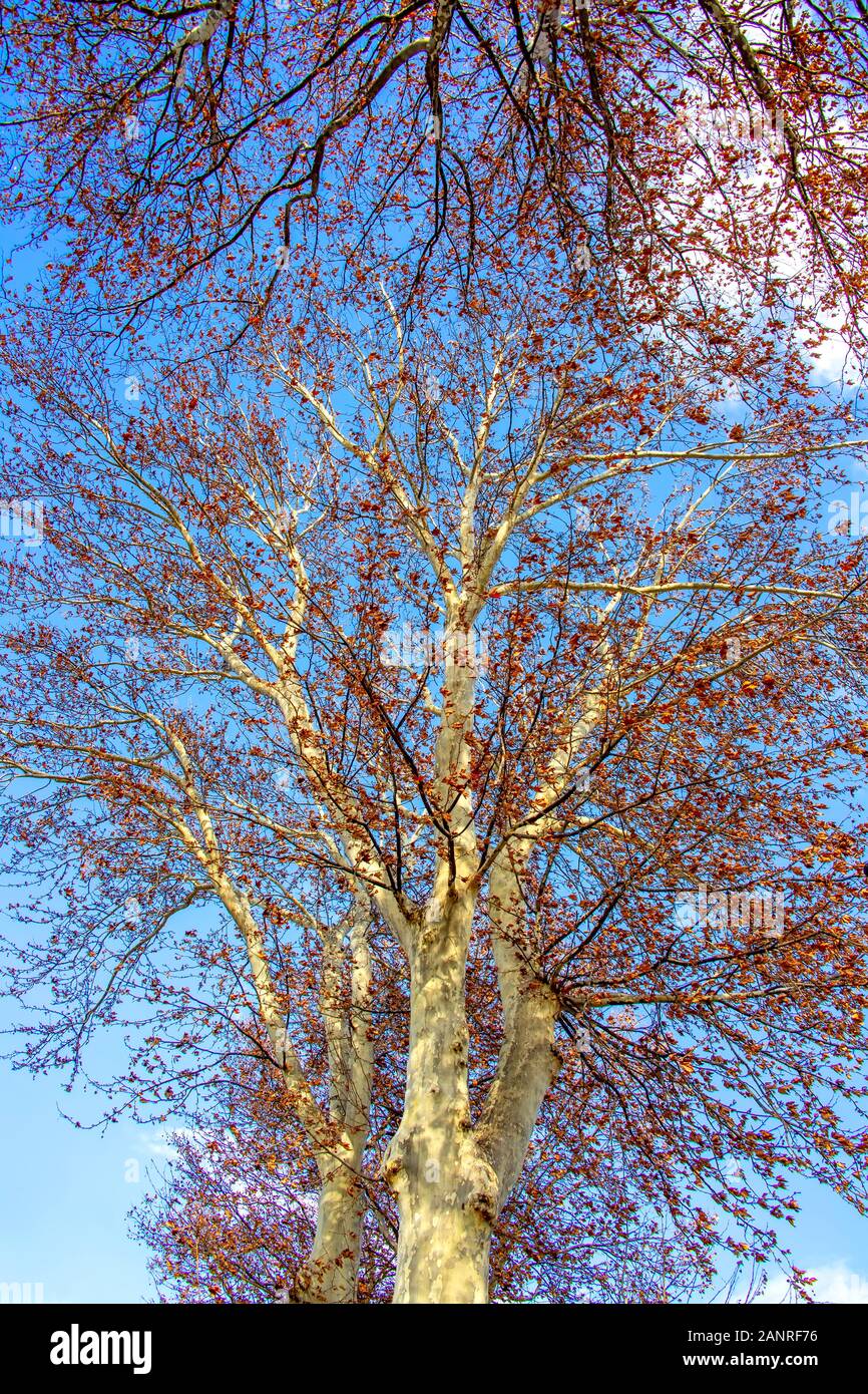 Branches of a plane-tree with golden autumn foliage against a blue sky ...