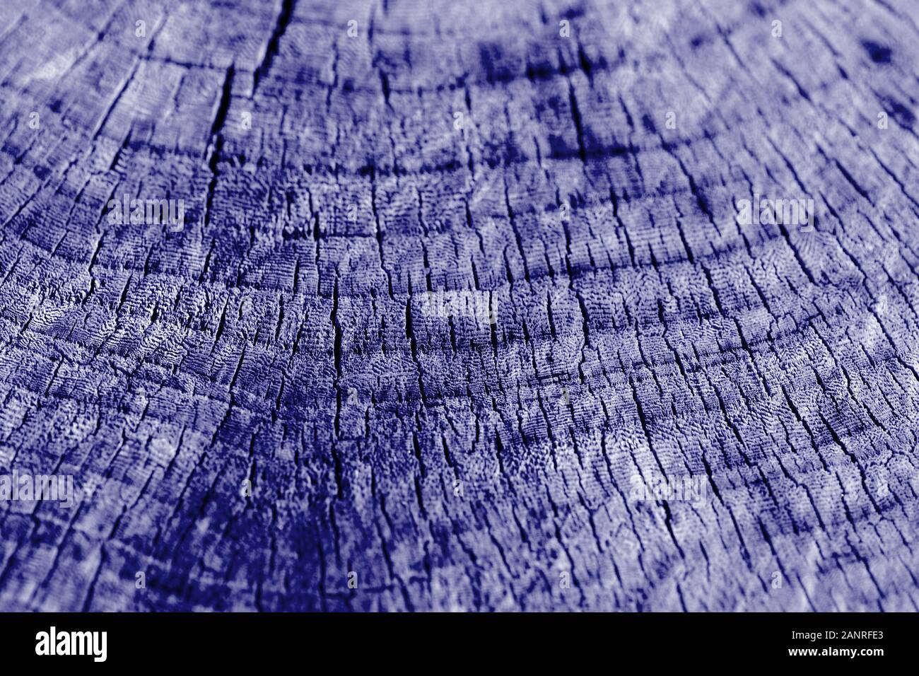 Tree cut texture close up. Wooden background blue color toned Stock ...