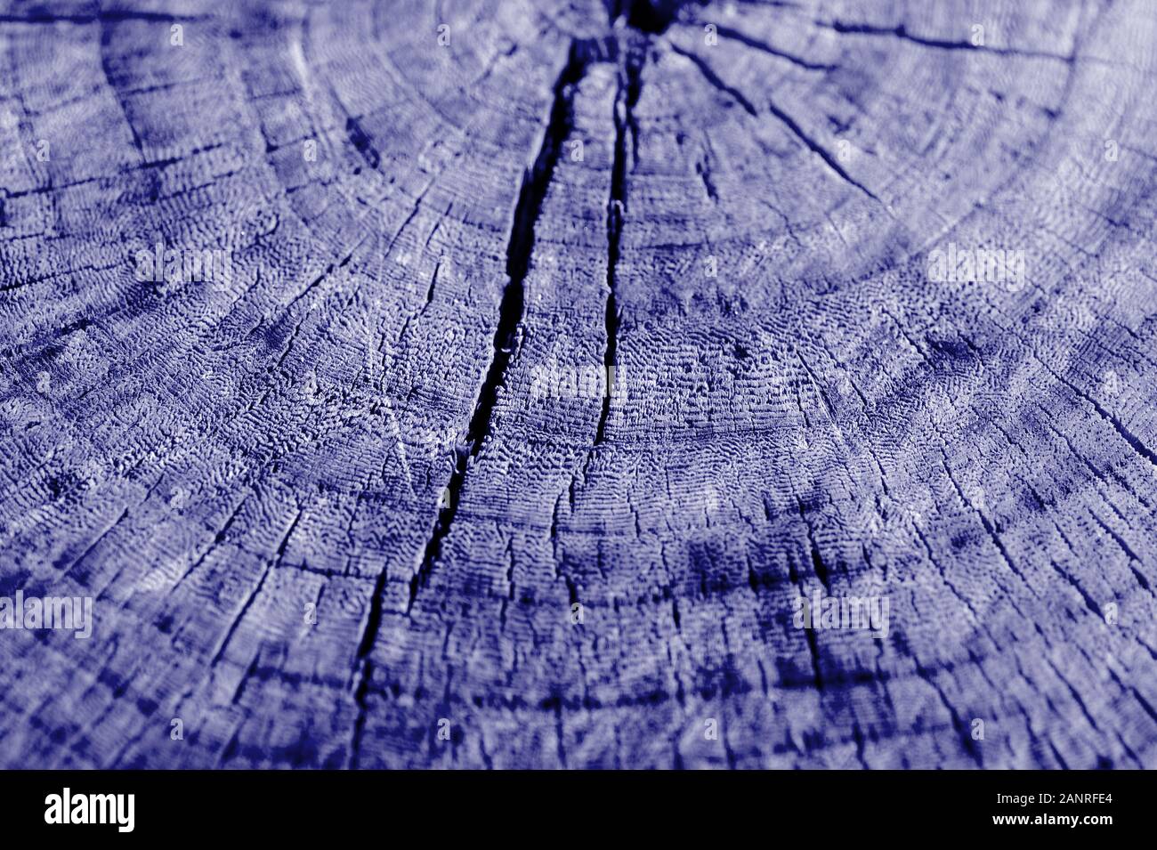 Tree cut texture close up. Wooden background blue color toned Stock ...