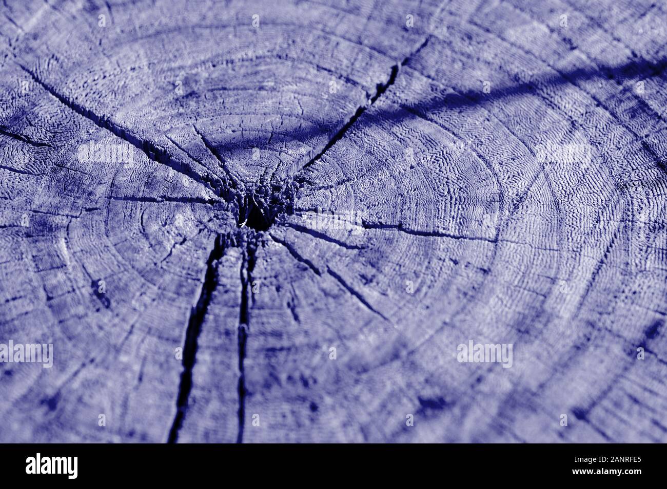 Tree cut texture close up. Wooden background blue color toned Stock ...
