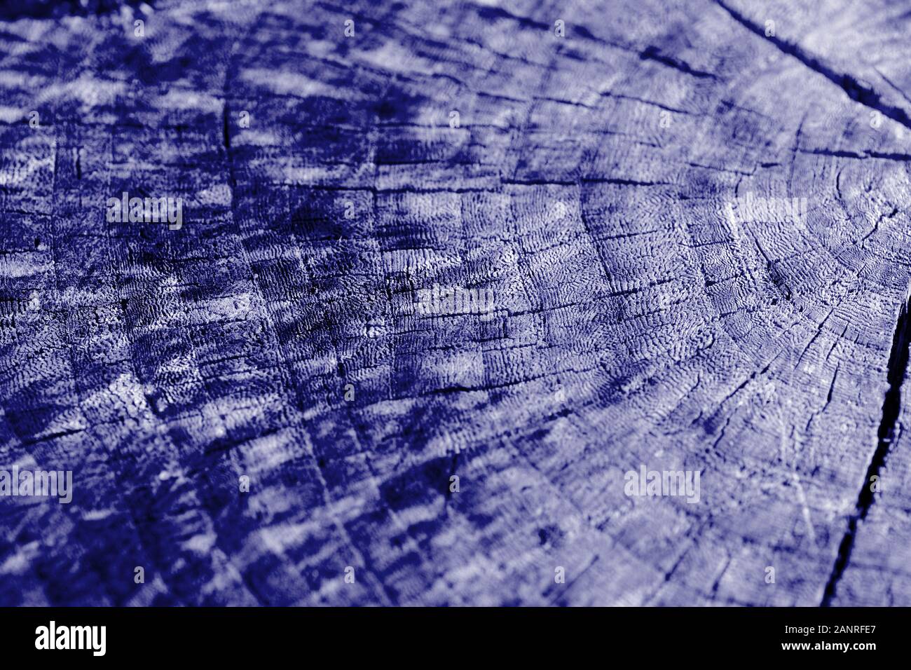 Tree cut texture close up. Wooden background blue color toned Stock ...