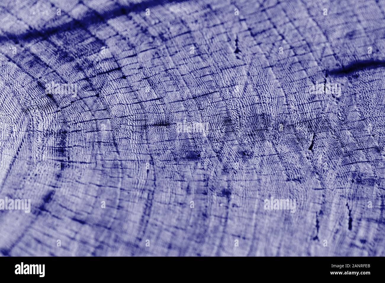 Tree cut texture close up. Wooden background blue color toned Stock ...