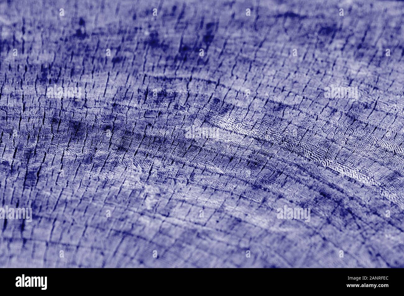 Tree cut texture close up. Wooden background blue color toned Stock ...