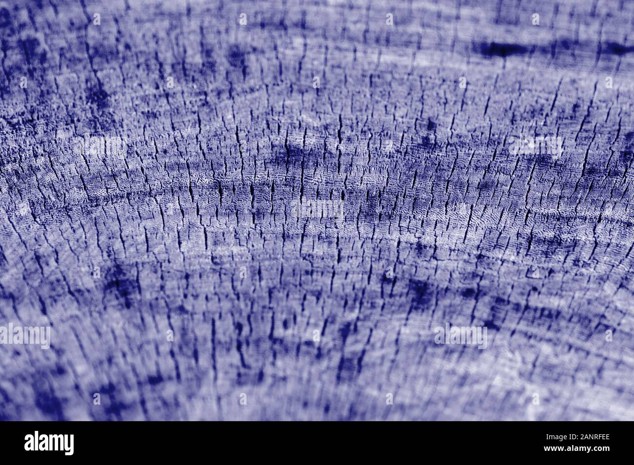 Tree cut texture close up. Wooden background blue color toned Stock ...