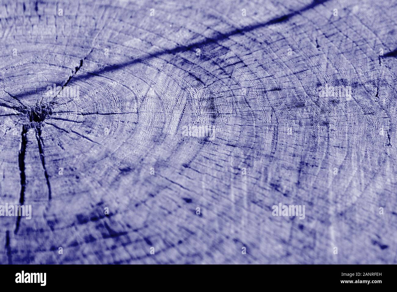 Tree cut texture close up. Wooden background blue color toned Stock ...