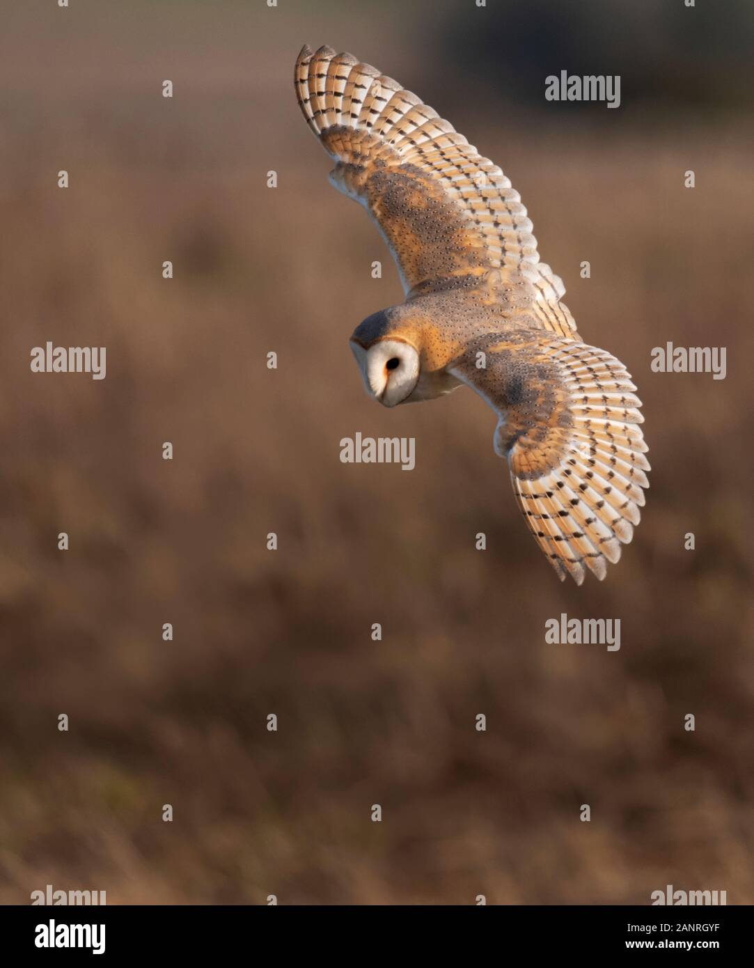A wild Barn Owl (Tyto Alba) hunting over Cotswold grasslands Stock ...