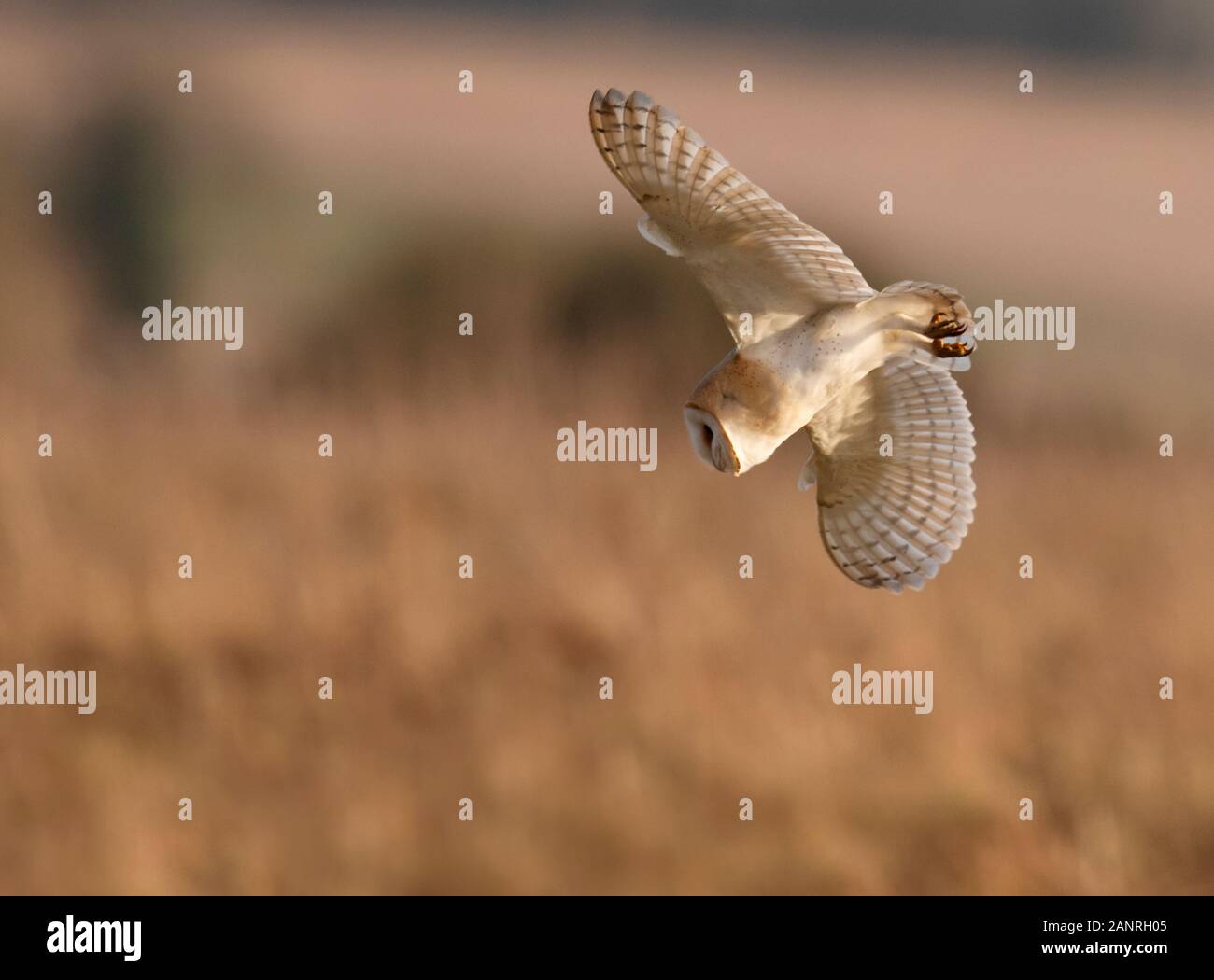 A wild Barn Owl (Tyto Alba) diving down on unsuspecting prey, Cotswolds ...