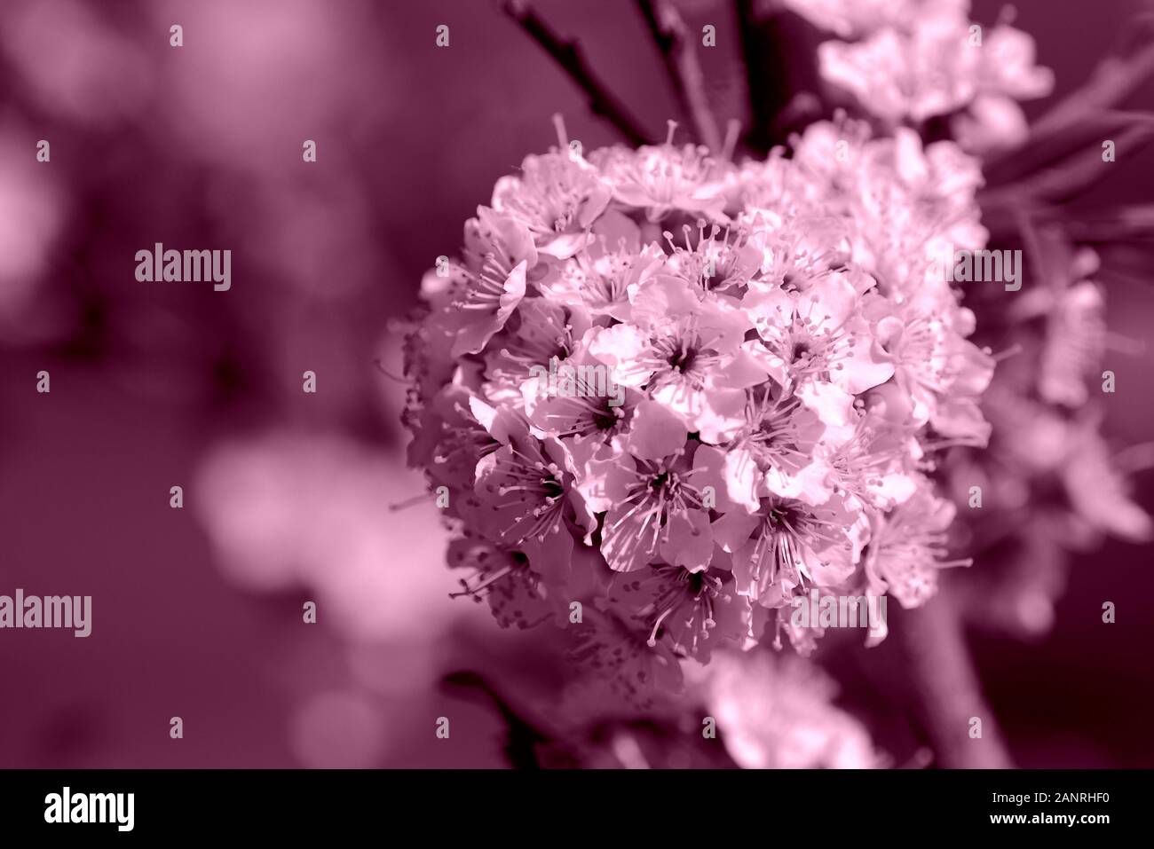 Beautiful blossoming tree in spring time close up, pink color toned ...