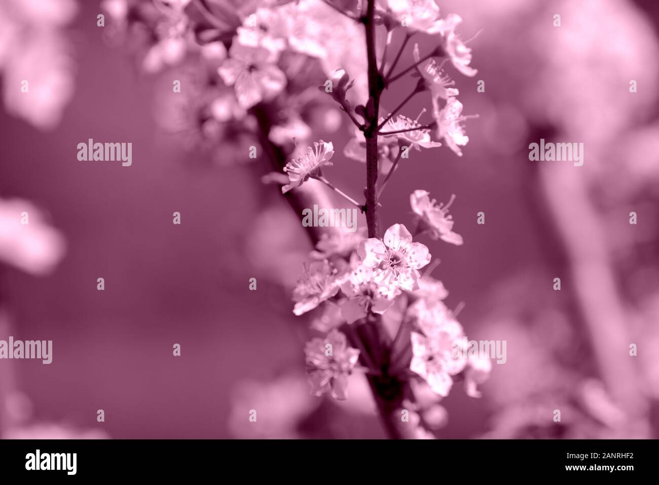 Beautiful blossoming tree in spring time close up, pink color toned ...