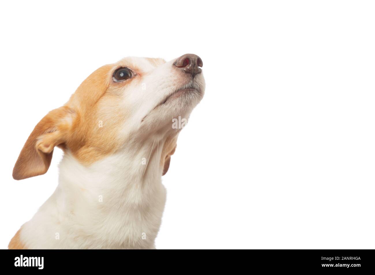 serious jack russell terrier dog isolated on white background looks up ...