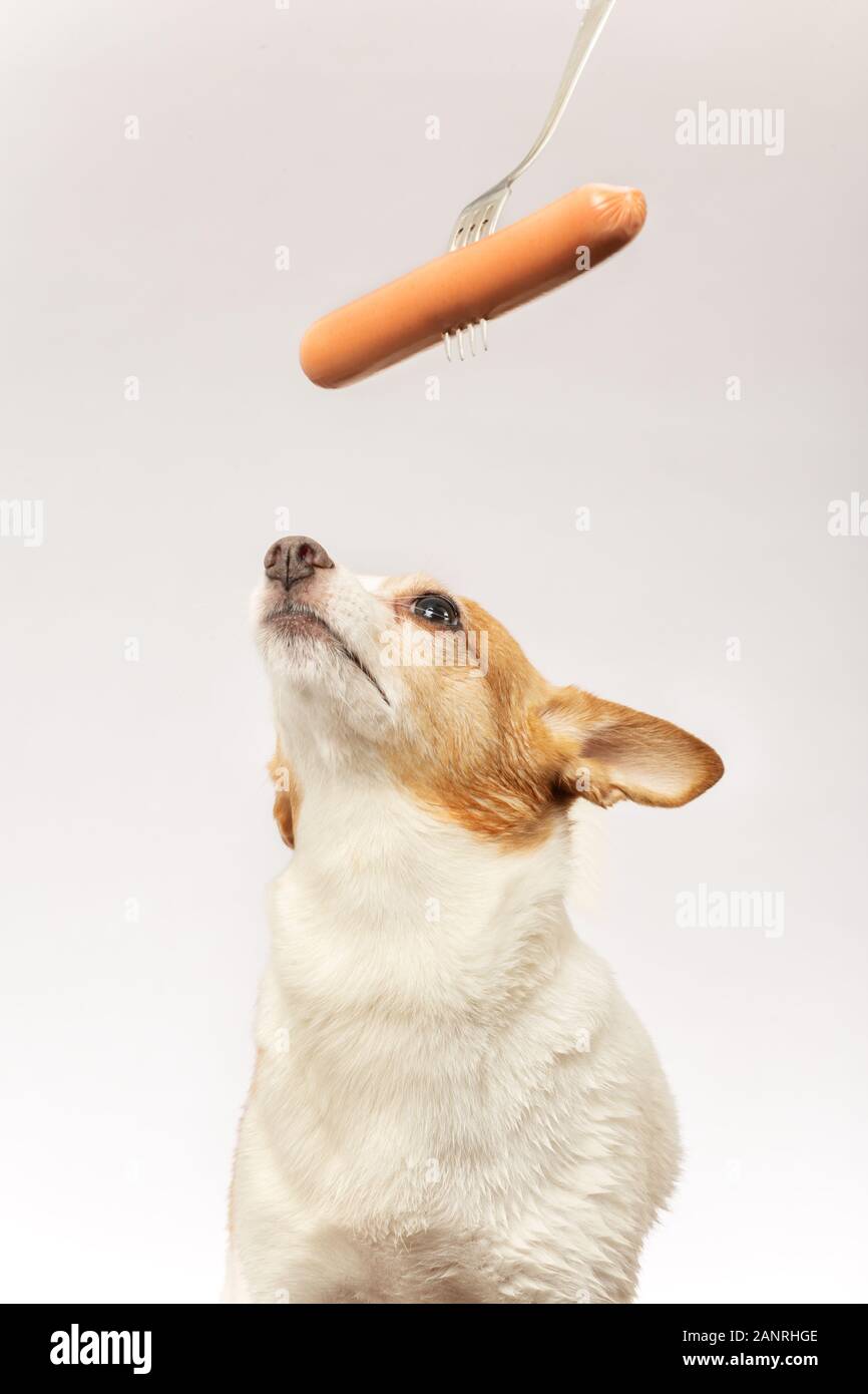 jack russell terrier dog on white background looks at sausage snuff it ...