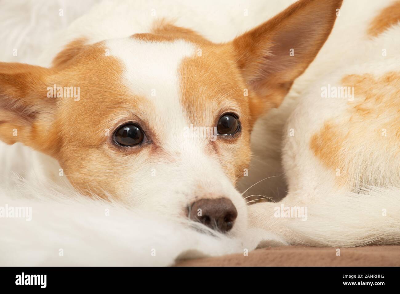 sad jack russell terrier dog lying on fur closeup portrait Stock Photo ...