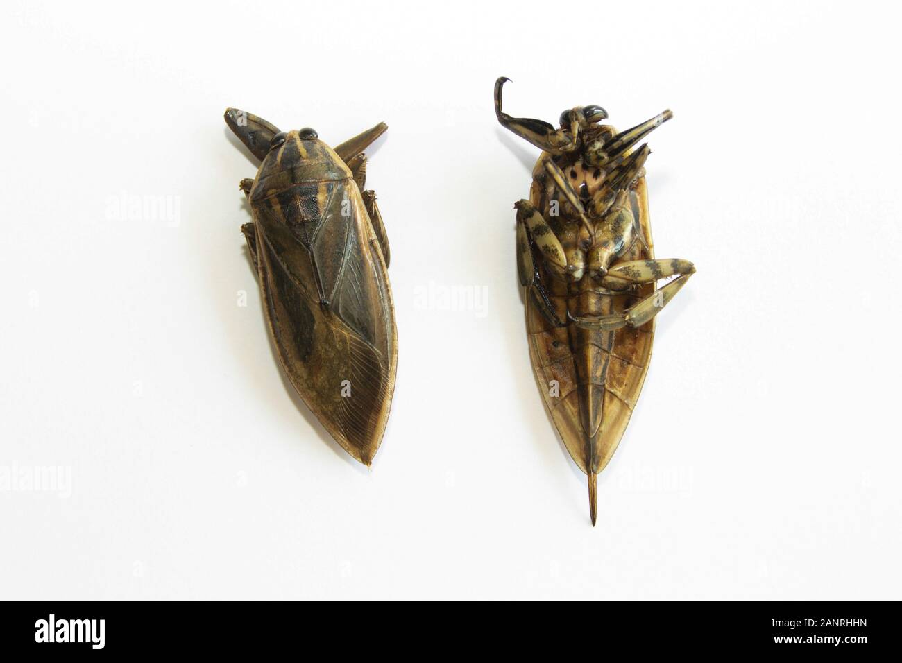 Lethocerus indicus on white background,giant water bug in Thailand ...