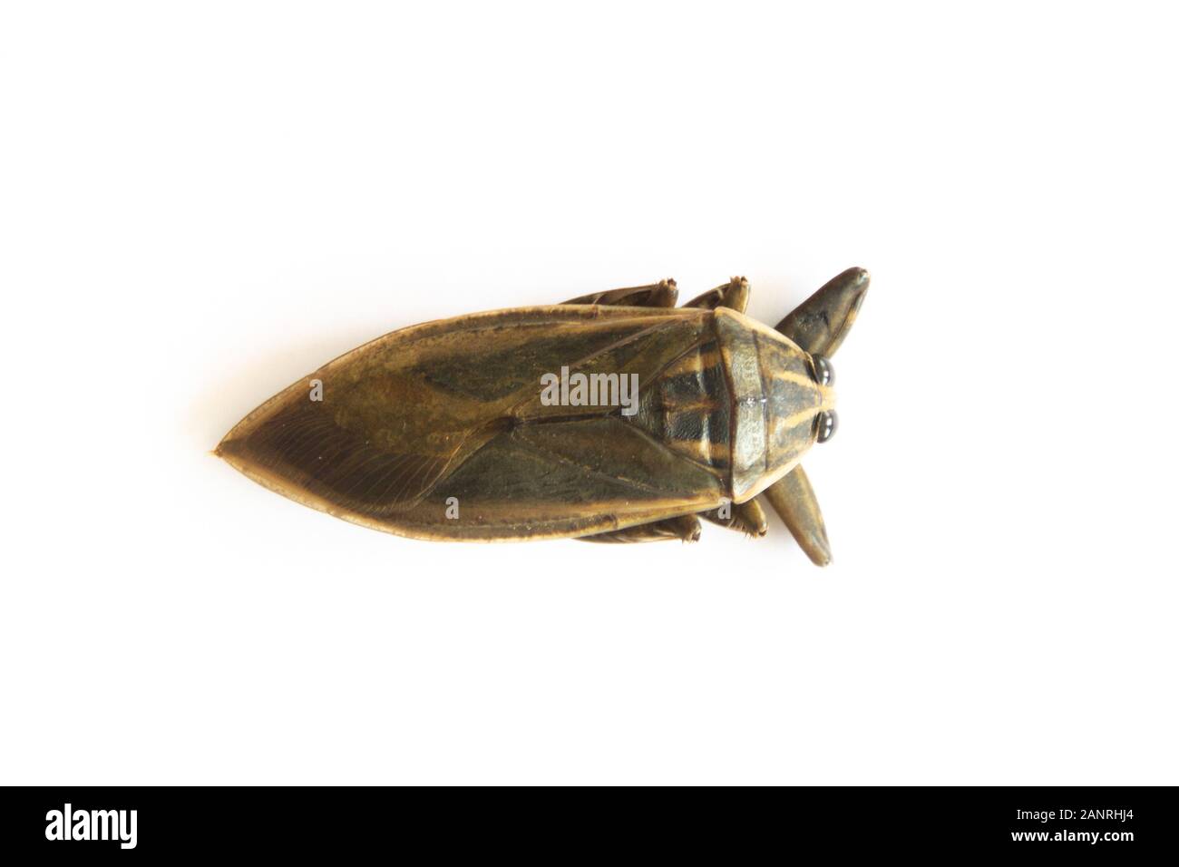 Giant water beetle hi-res stock photography and images - Alamy