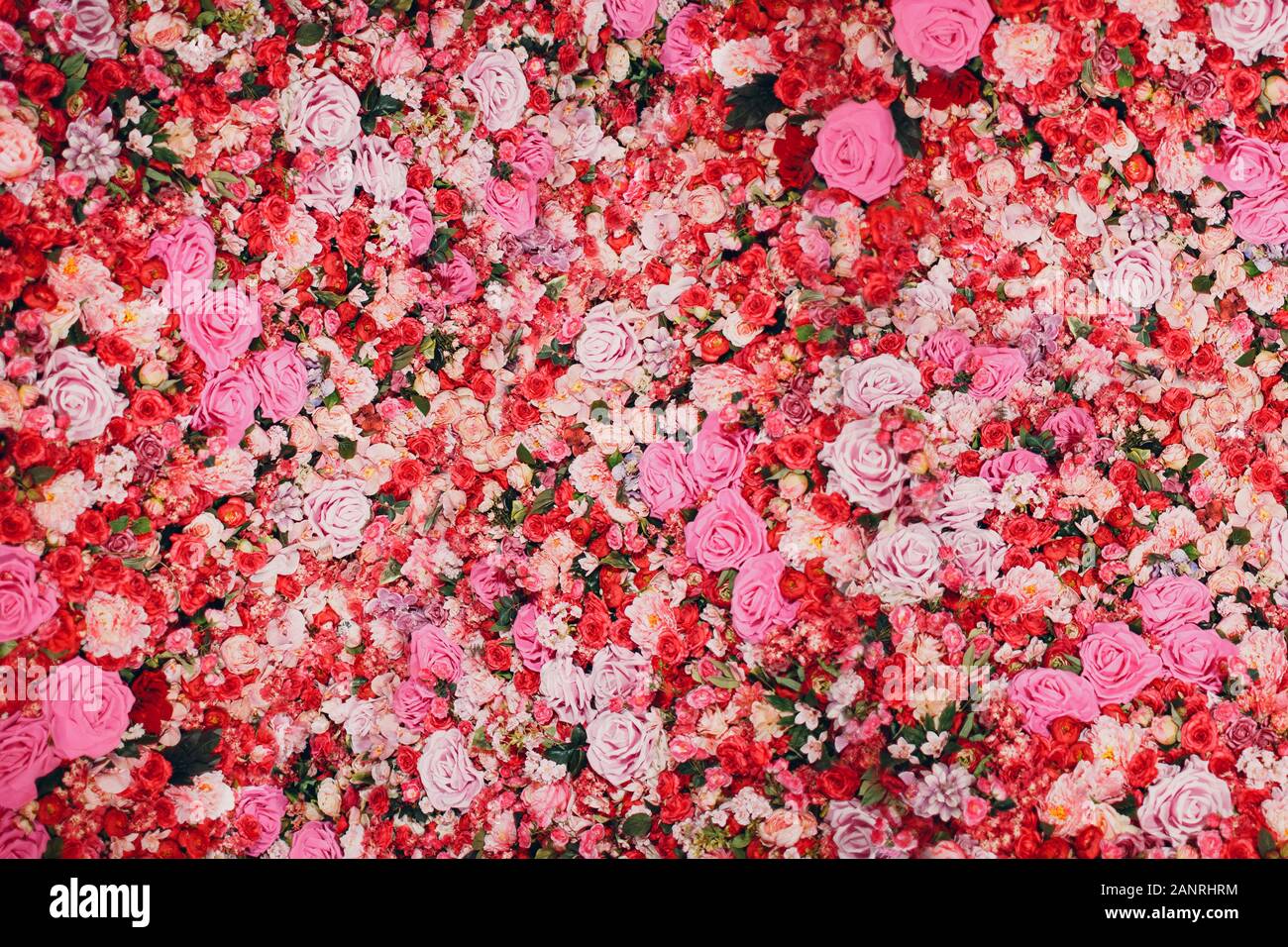 Red roses group rose hi-res stock photography and images - Alamy