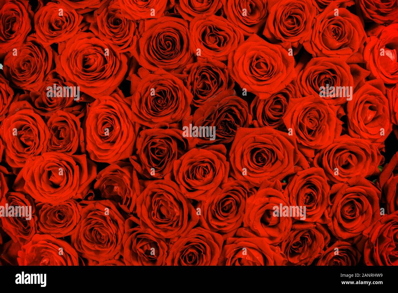 A lot of red roses background, Valentines day gift concept Stock Photo ...