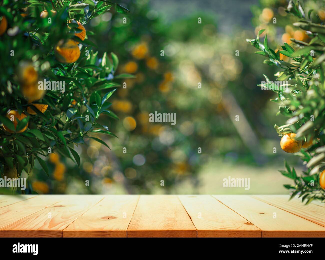 Empty wood table with free space over orange trees, orange field ...