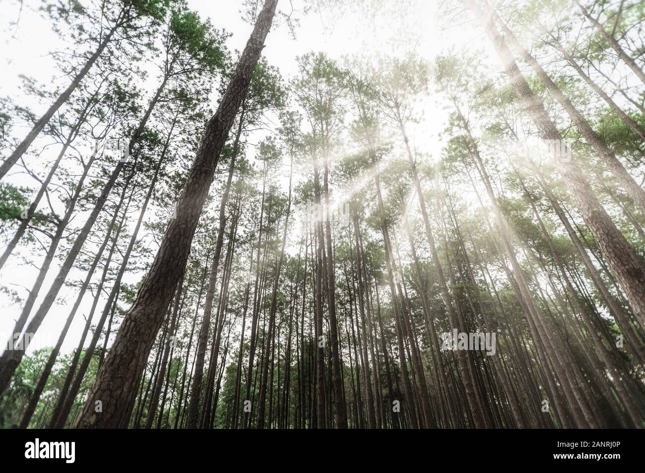 Perspective looking up through hi-res stock photography and images - Alamy
