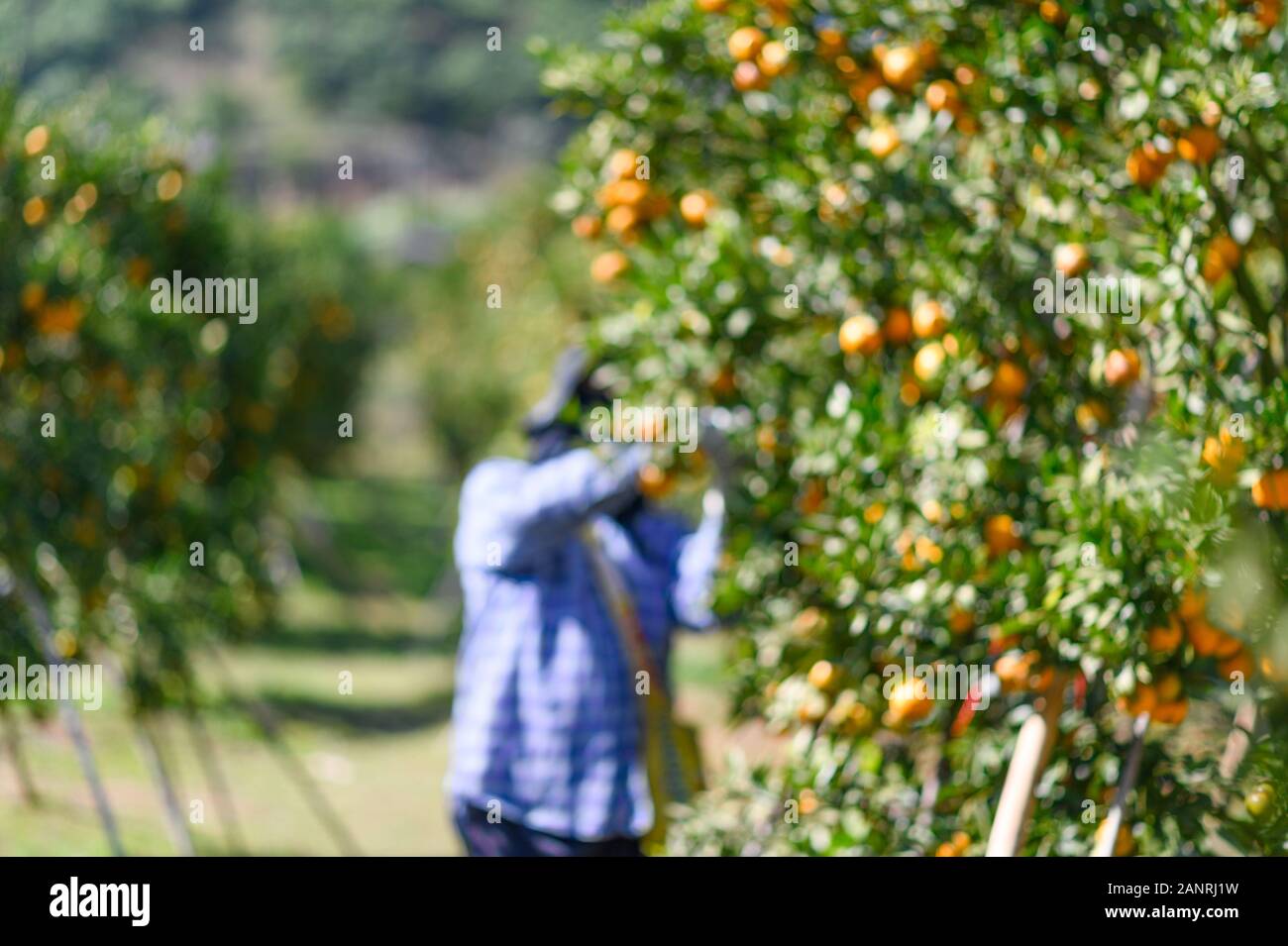 Blurred image Farmer harvesting oranges in an orange tree field Stock ...