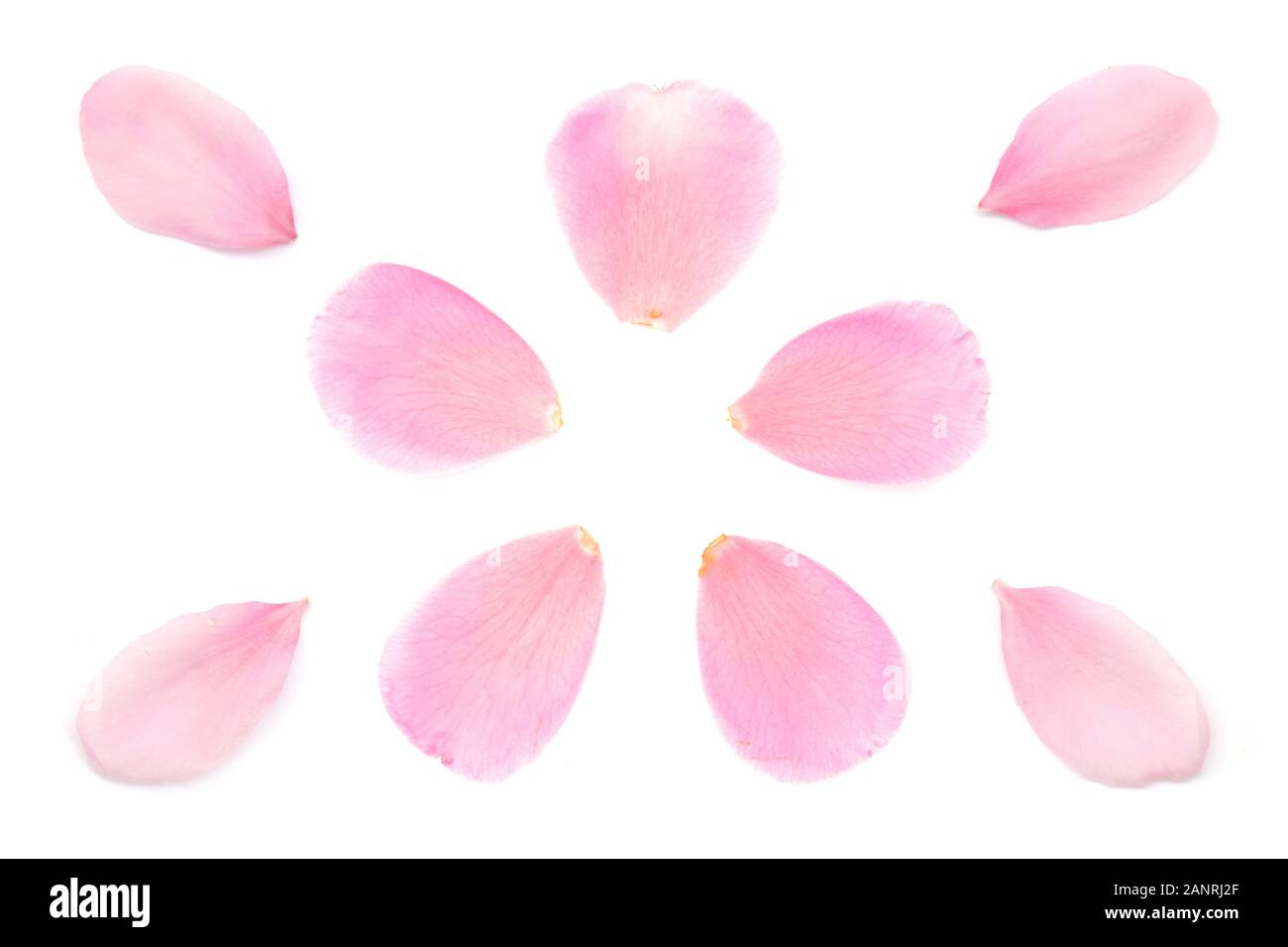 sprig pink flower petals abstract or natural plant and pure white ...
