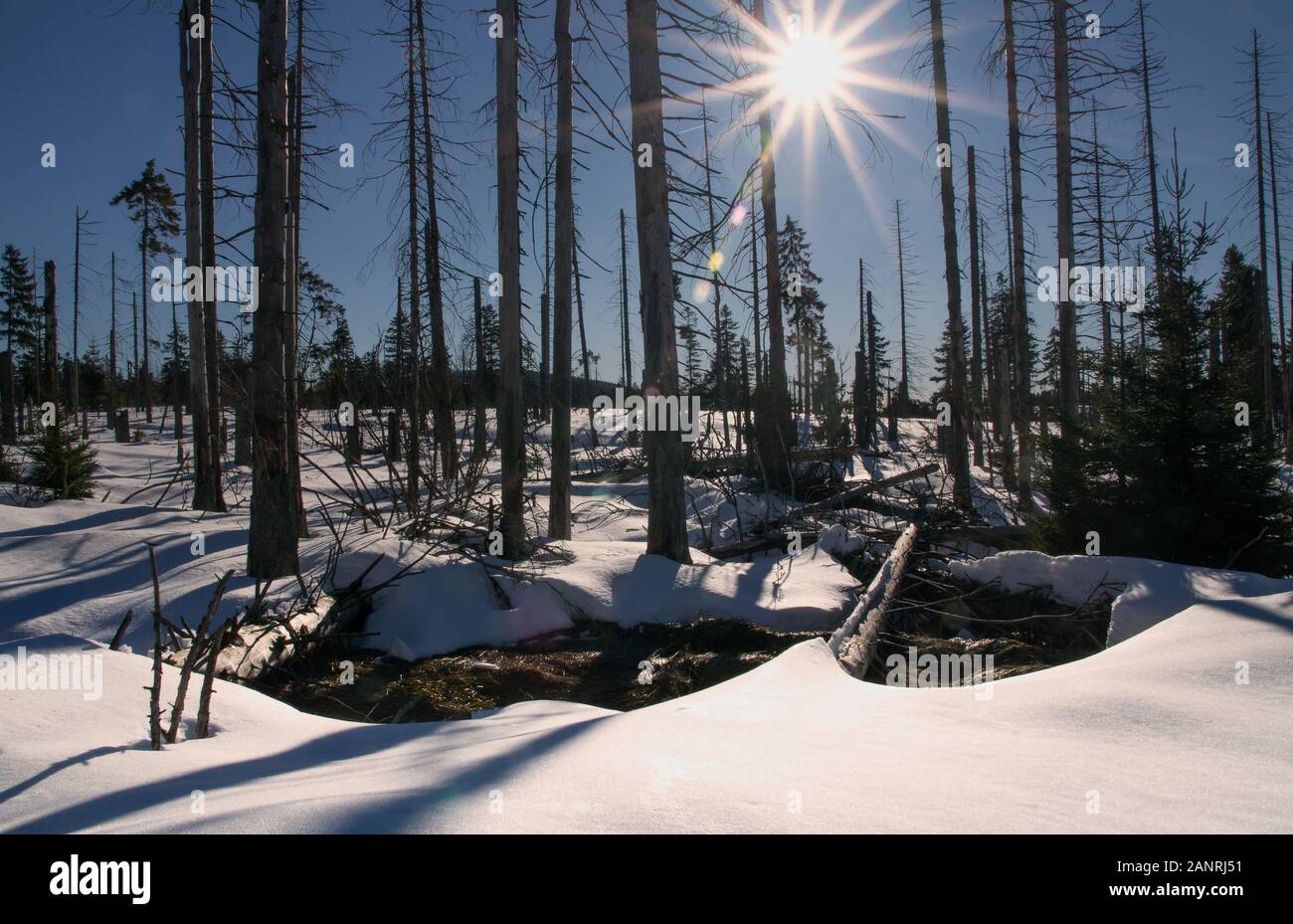 Forrest near the german city Braunlage in winter with lensflare Stock ...
