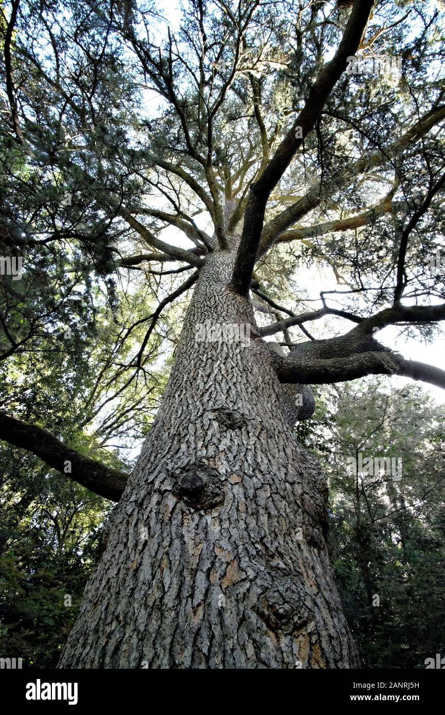 low angle of a big tree Stock Photo - Alamy