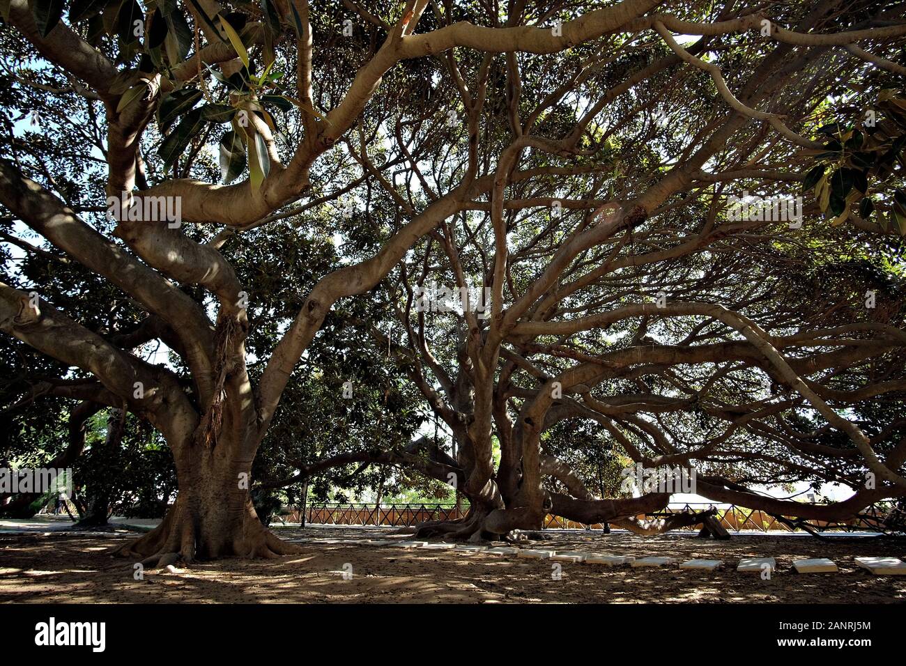 Ficus magnolia hi-res stock photography and images - Alamy