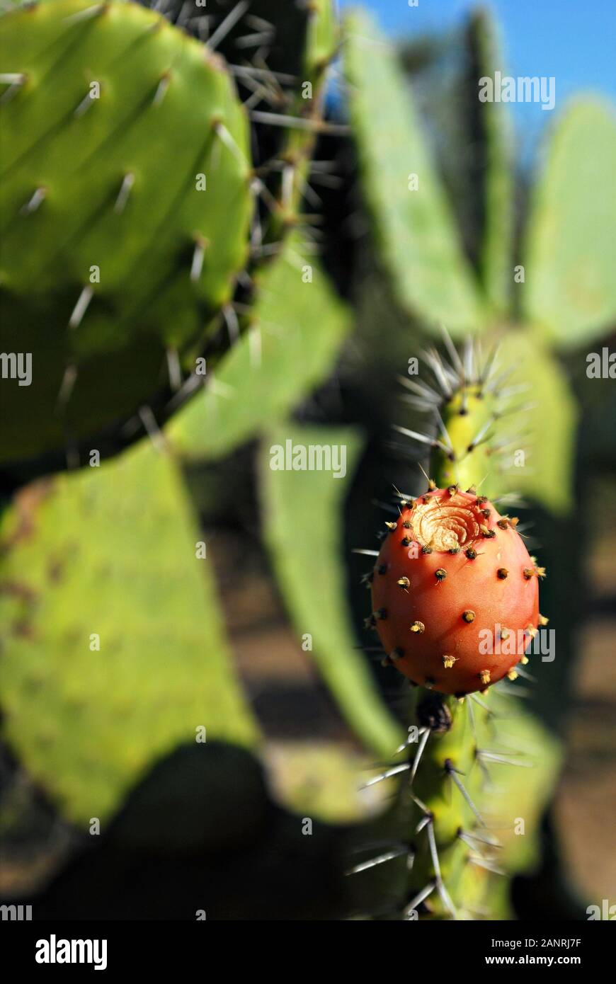 Pear fruit sweet color hi-res stock photography and images - Alamy