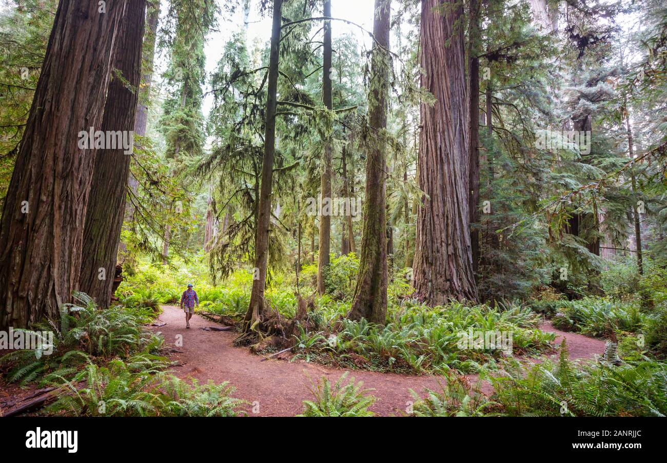 Redwood trees in Northern California forest, USA Stock Photo - Alamy